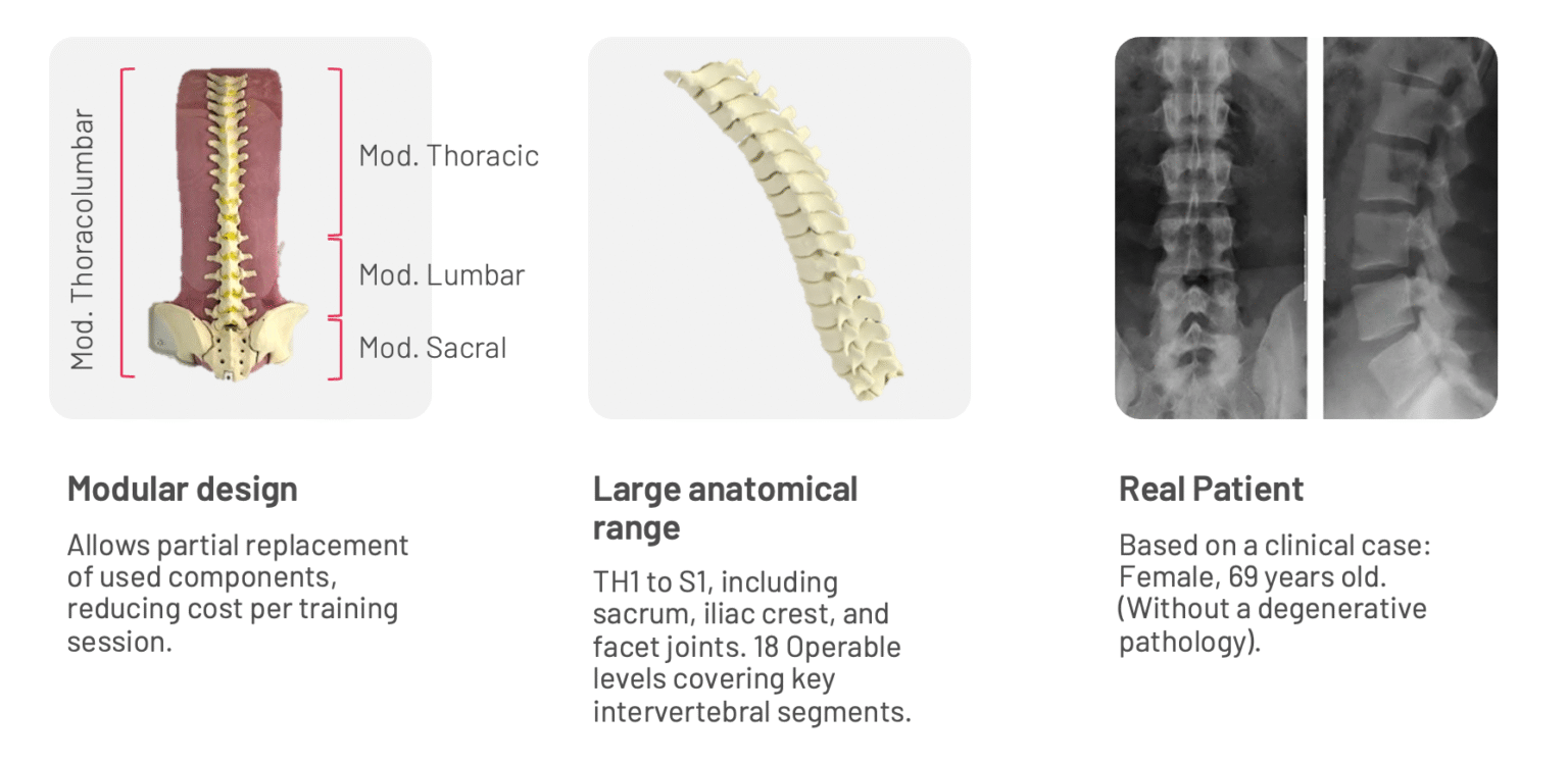 RealSpine Basic Thoracolumbar Th1 S1 – Realists
